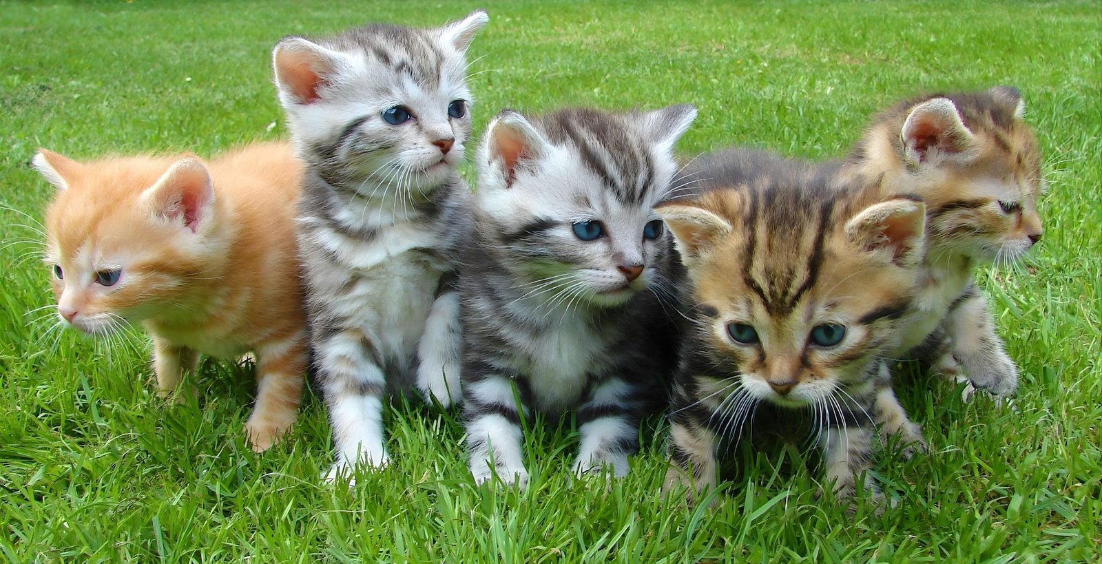 Unveiling the Whiskered World: An Exploration of Different Cat Breeds