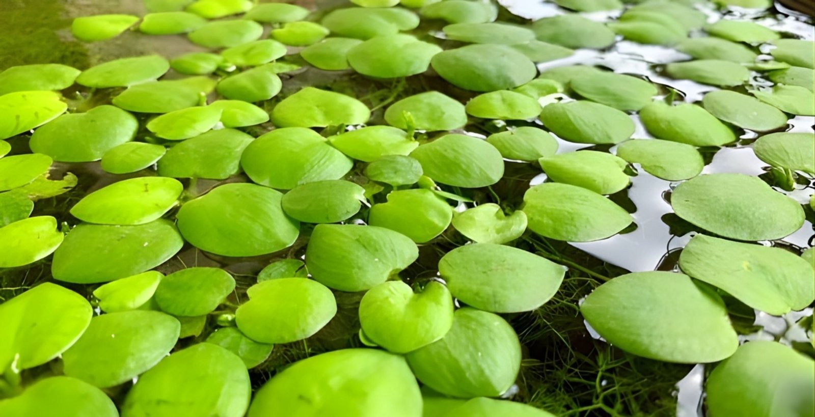 Introducing a captivating twist to your aquarium, floating plants ...