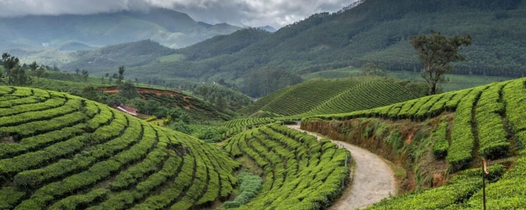 The TATA Tea Museum in Munnar offers a fascinating insight into the ...