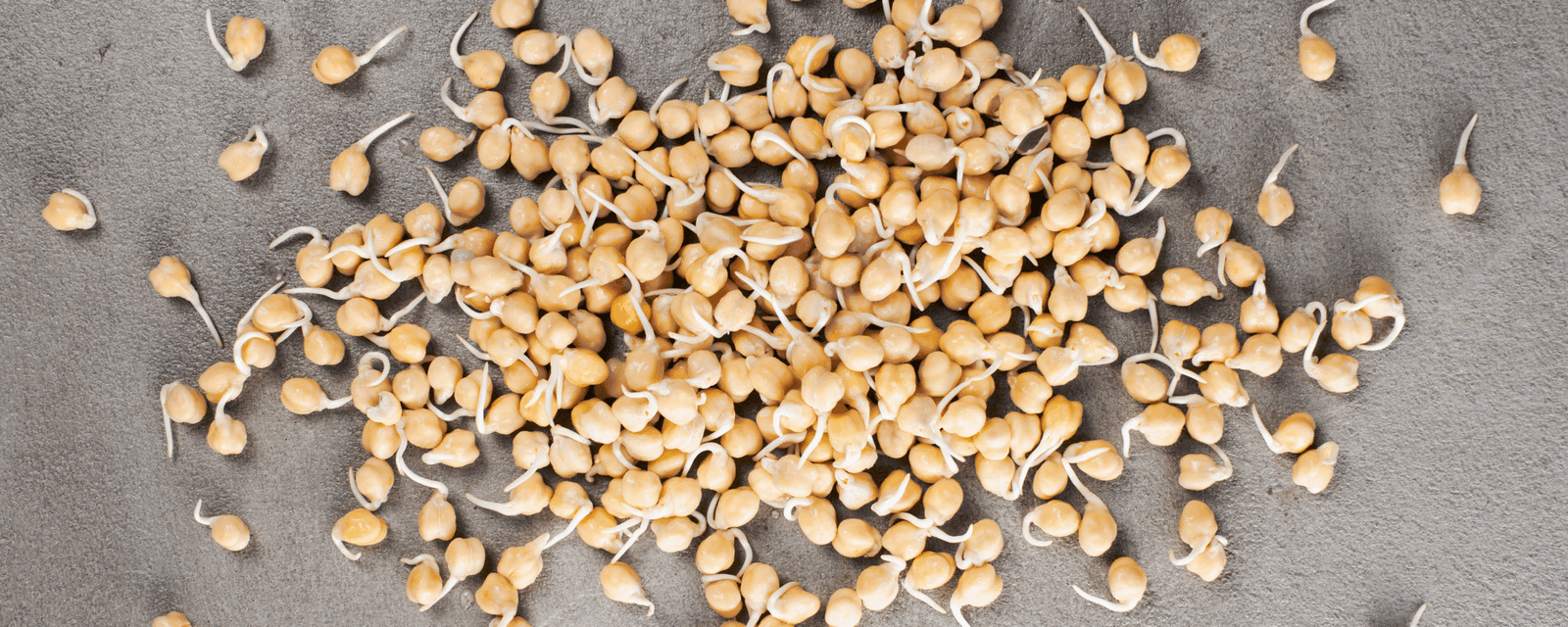 Chickpea sprouts are a good source of protein, fiber, and essential ...